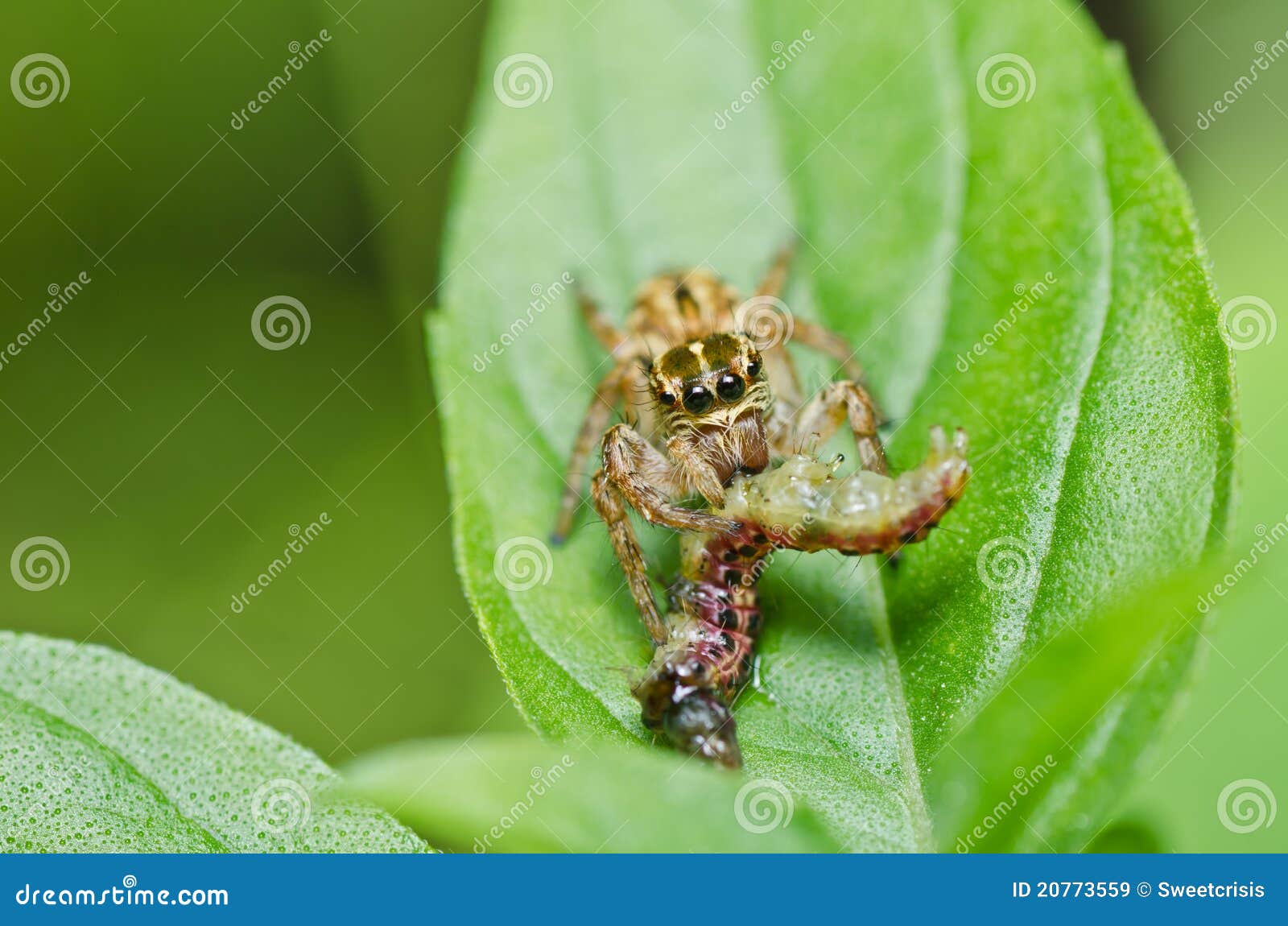 Jumping spider eat worm stock image. Image of beautiful - 20773559