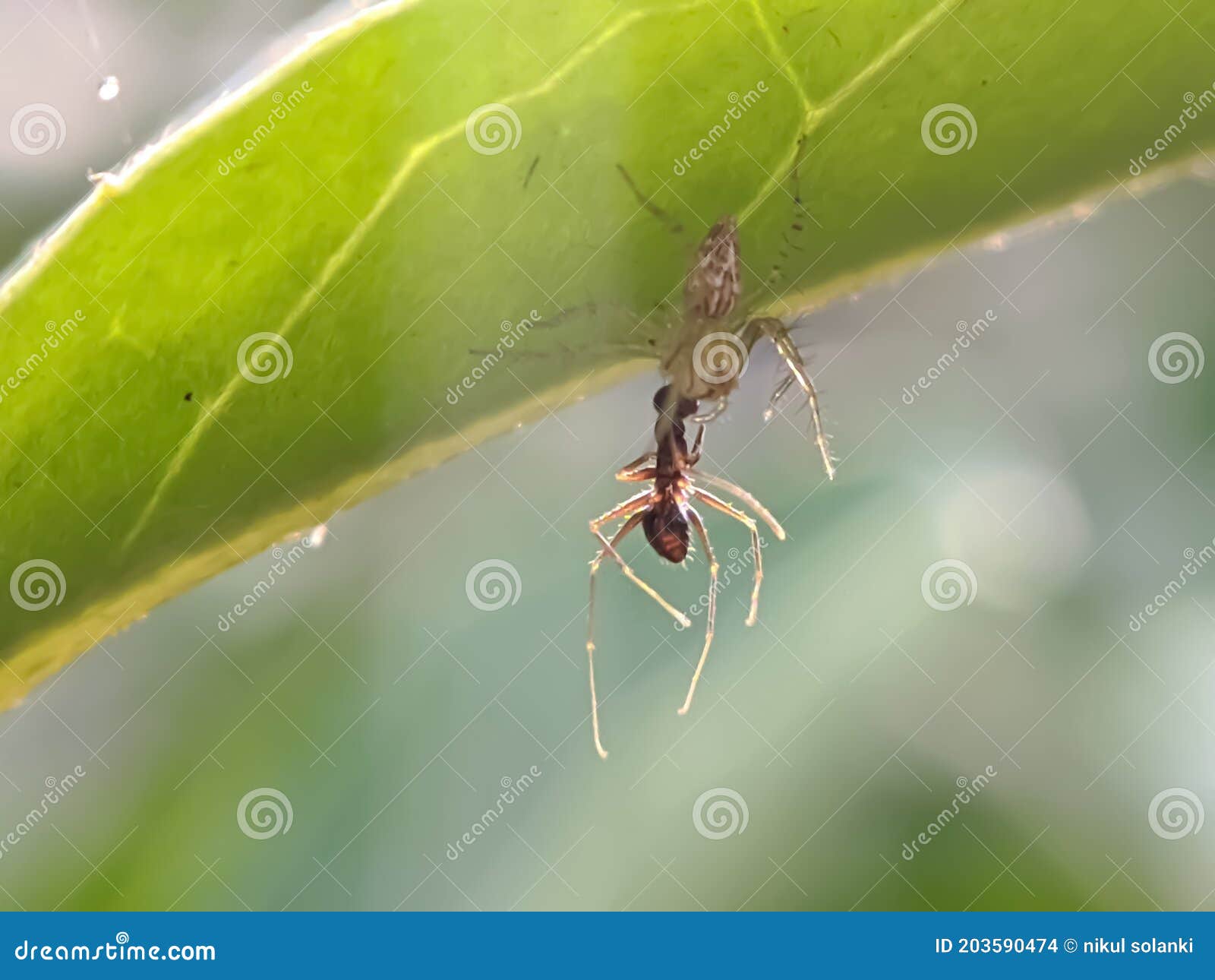 Jumping Spider Eating Ant on Leaf Spider Hunting Stock Photo - Image of ...