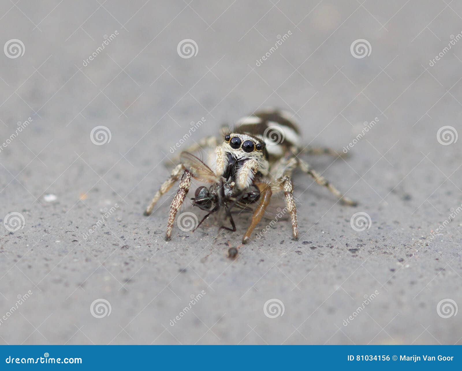 Jumping Spider eating stock photo. Image of spider, filament - 81034156