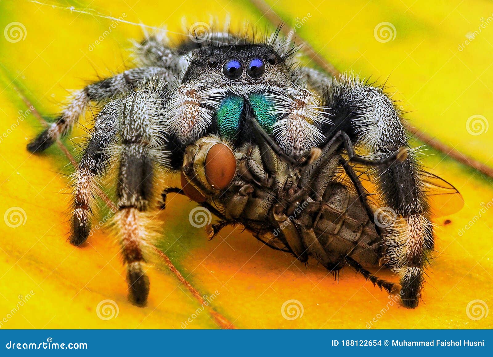 Jumping Spider Eating the Fly Stock Photo - Image of eating, spider ...