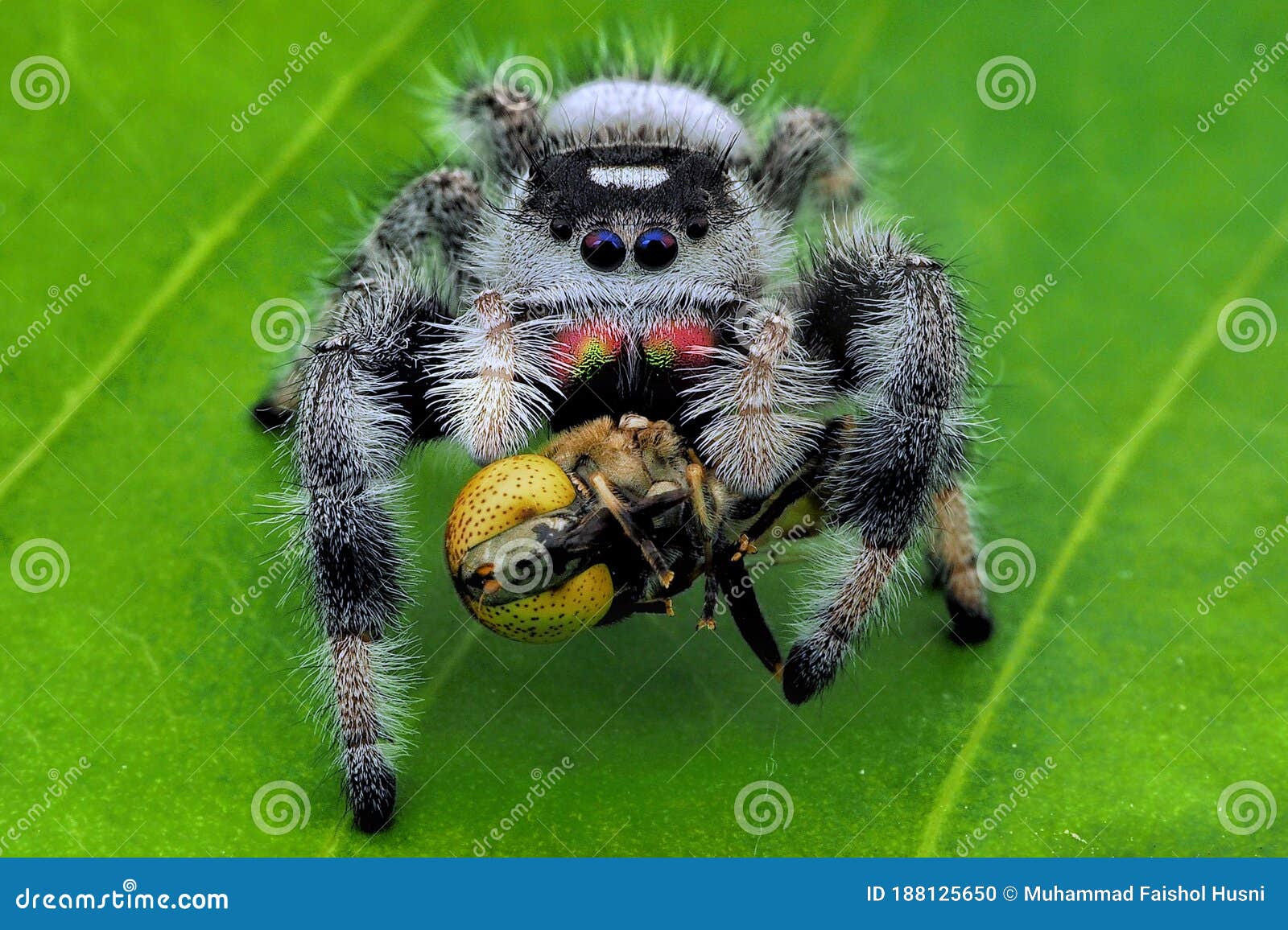 Jumping Spider Eating the Fly Stock Photo - Image of spider, gree ...