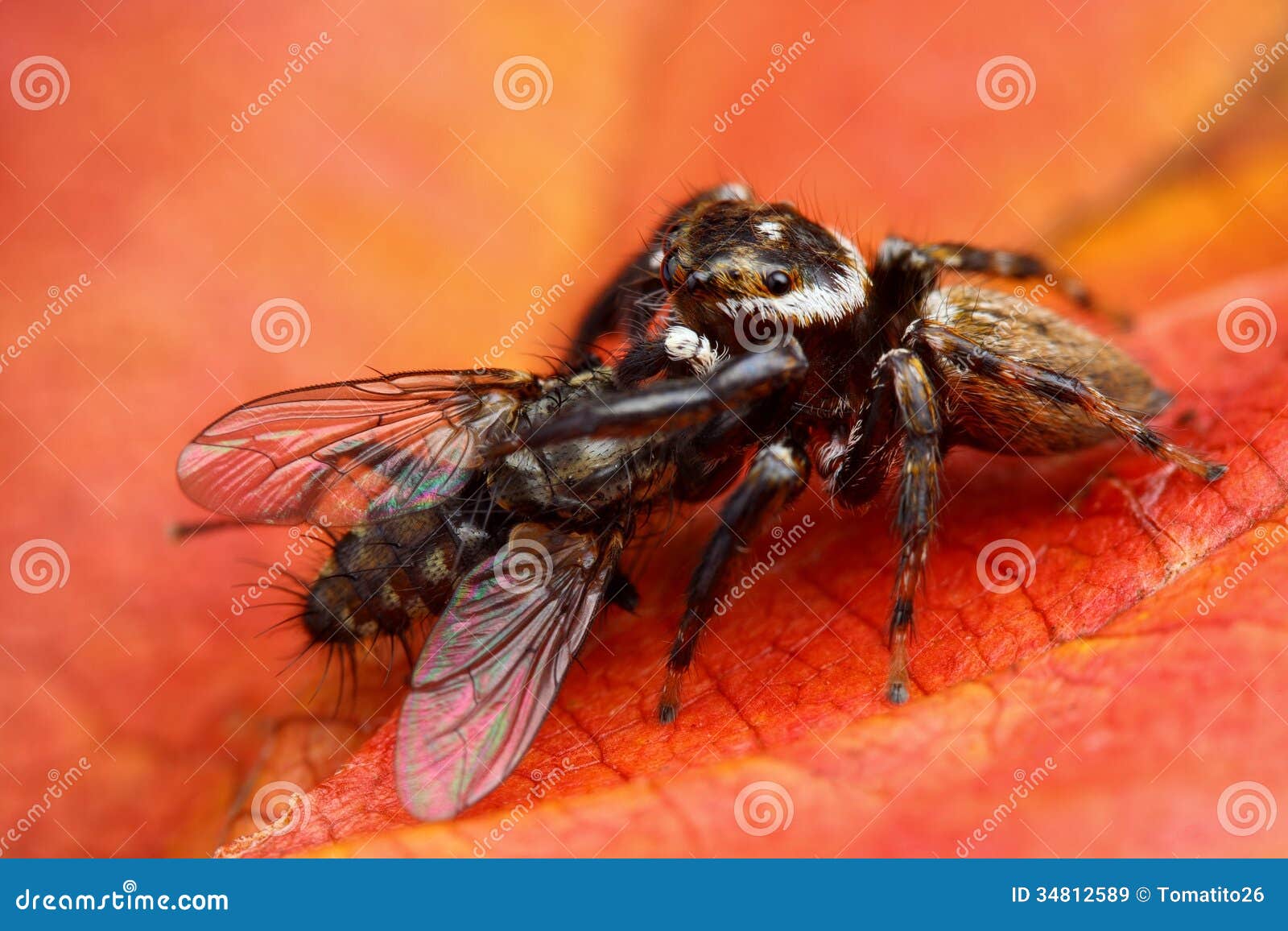 Jumping spider eating fly stock image. Image of poison - 34812589