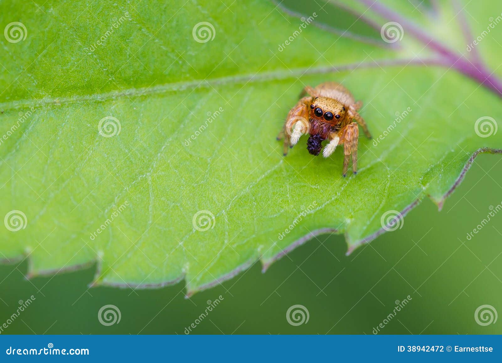 Jumping Spider Eating Insect Stock Photo - Image of nature, catch: 38942472