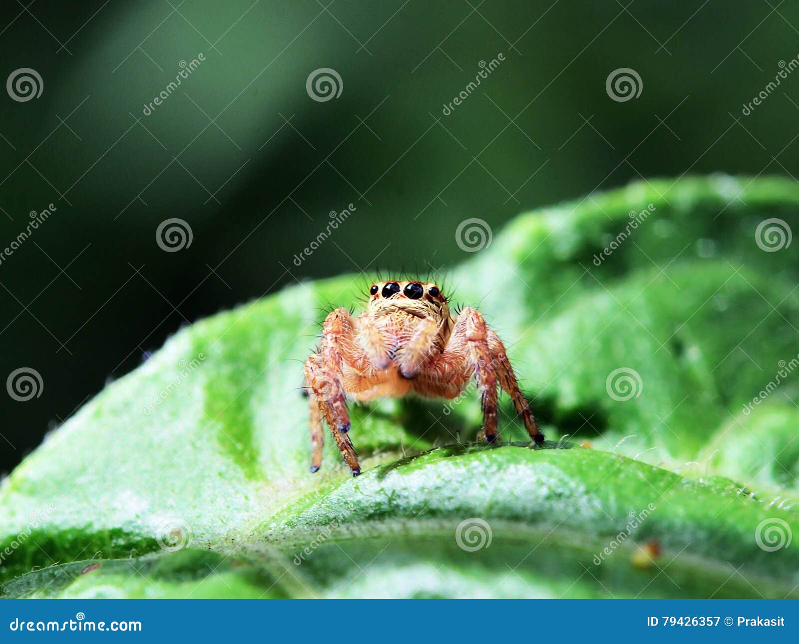 Jumping Spider emotion stock image. Image of light, raynox - 79426357