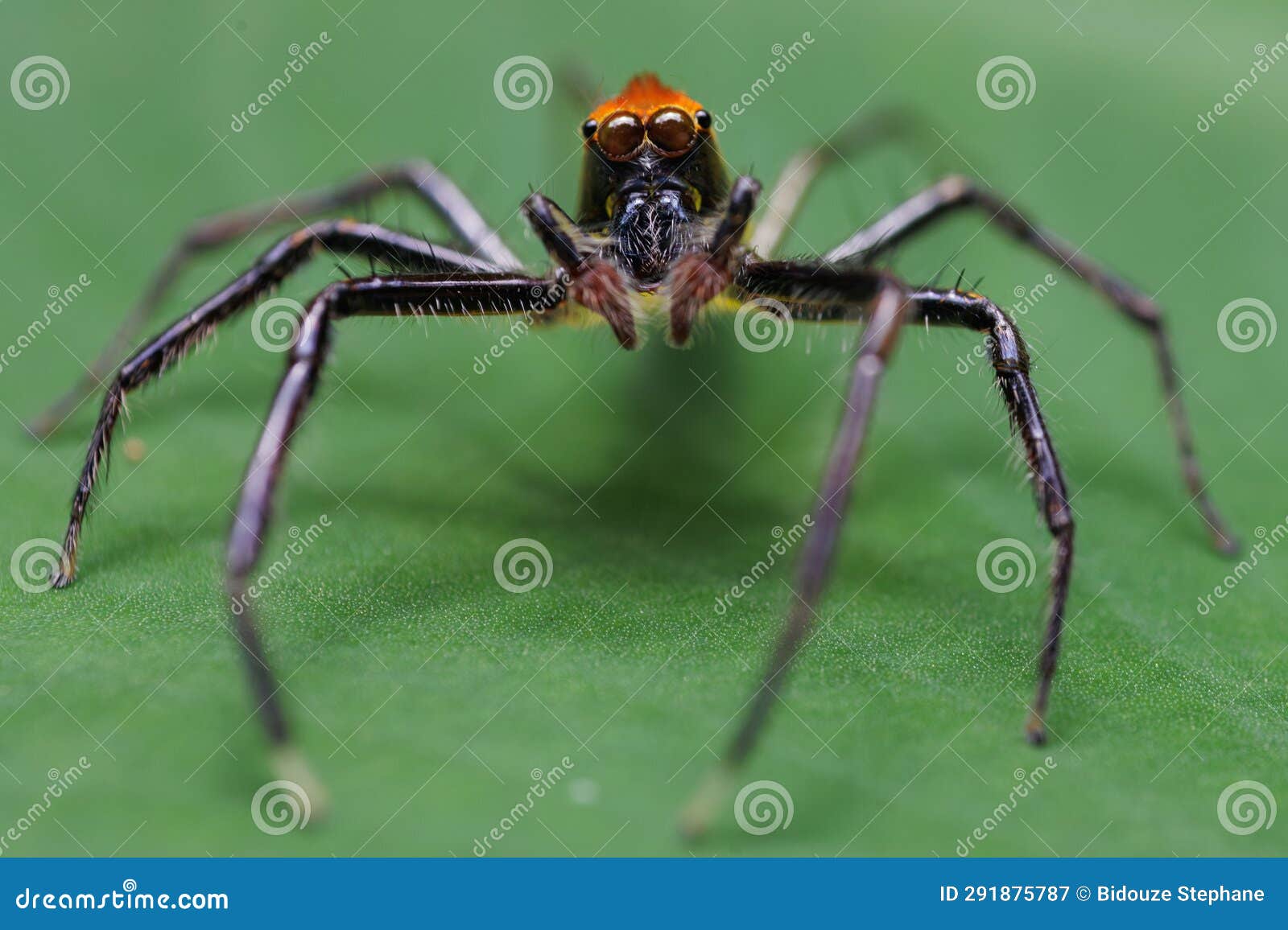Jumping Spider Epeus Glorius Looking at Camera Stock Image - Image of ...