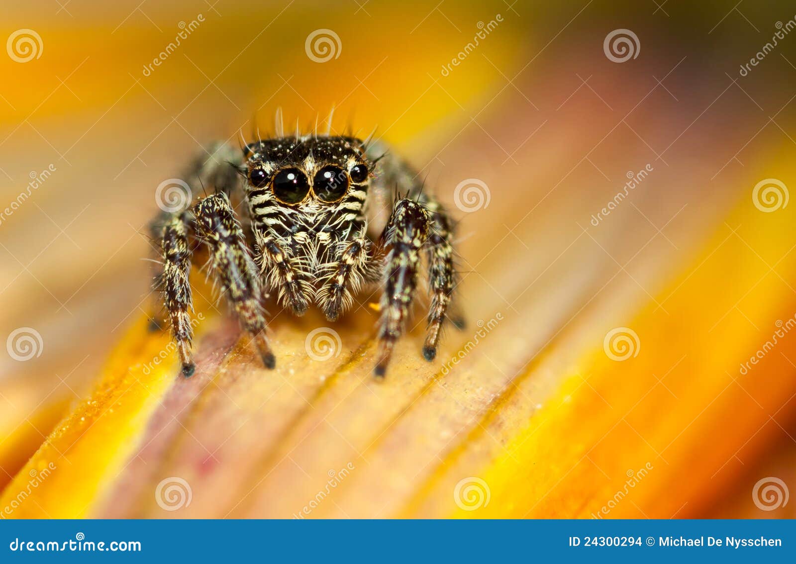 Jumping Spider - Evarcha Sp. Salticidae Stock Photo - Image of jumping ...