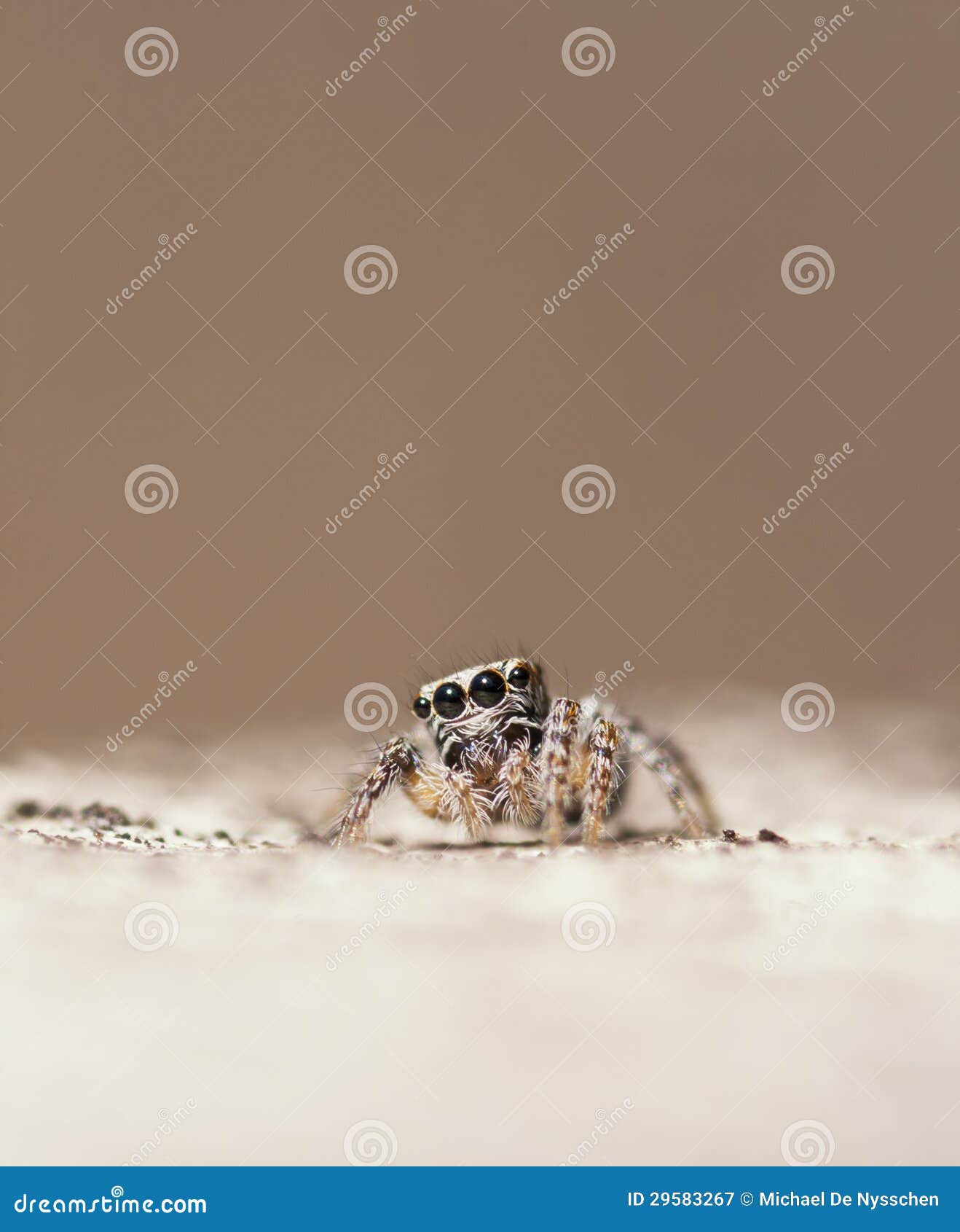 Jumping Spider - Evarcha Sp. Salticidae Stock Image - Image of spider ...