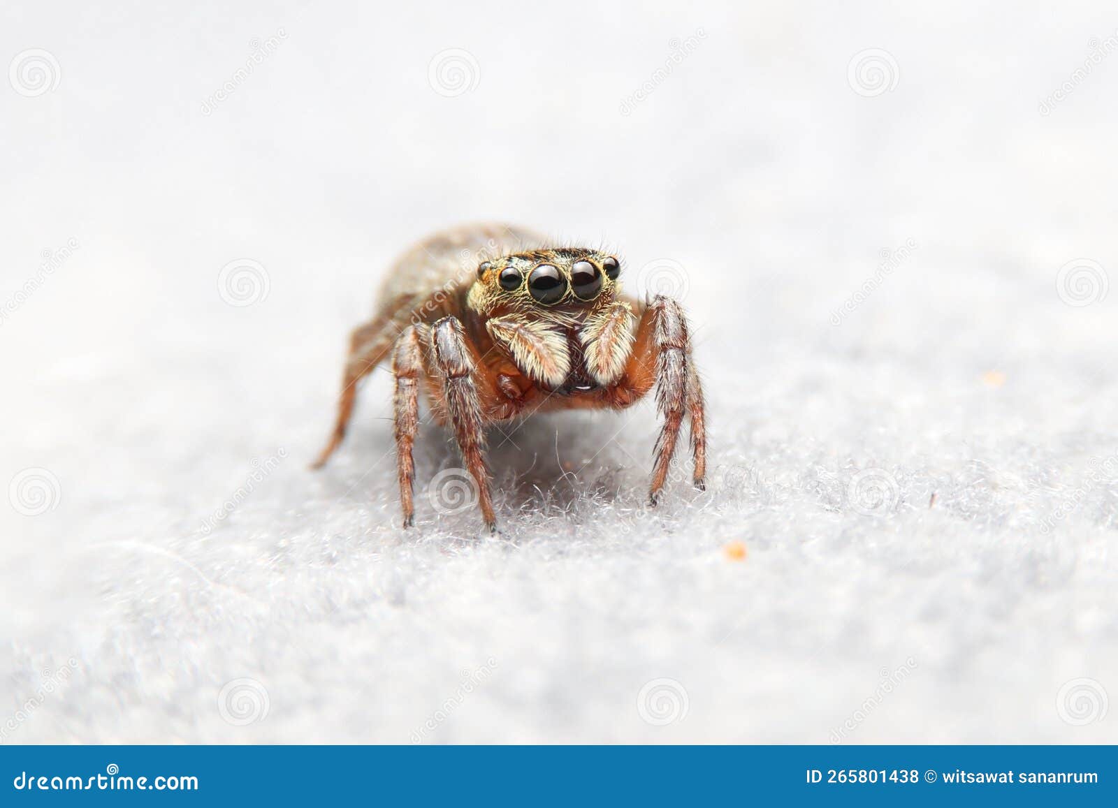 Jumping Spider on Fabric in the House. Home Spider on Sofa with White ...