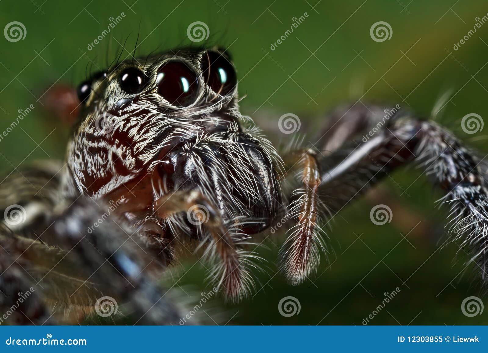 Spider Face Stock Photography | CartoonDealer.com #47382140
