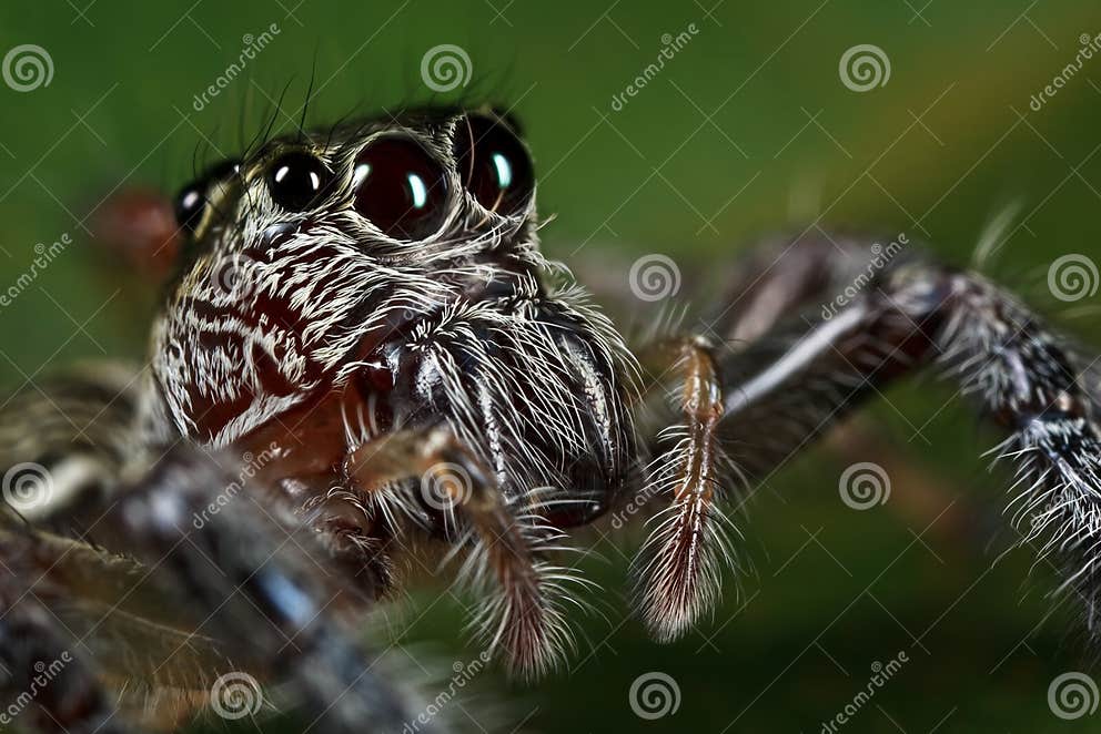 Jumping Spider face stock image. Image of animal, wild - 12303855