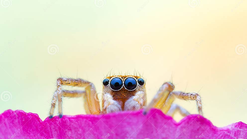 Jumping Spider Face To Face Stock Photo - Image of macro, kingfisher ...