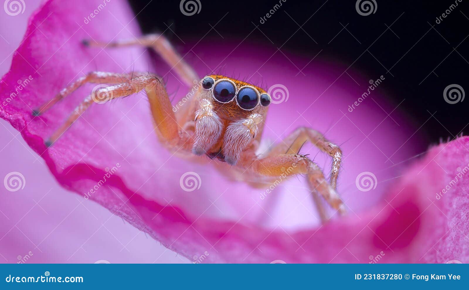 Spider Face Stock Photography | CartoonDealer.com #47382140