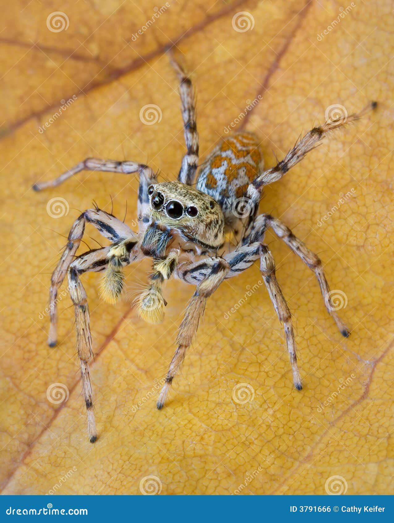 Jumping Spider on Fall Leaf Stock Photo - Image of arthropod, animal ...