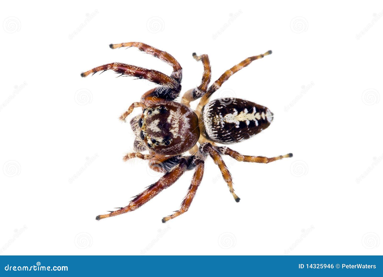 Jumping Spider, Family Salticidae Stock Photo - Image of crawling ...