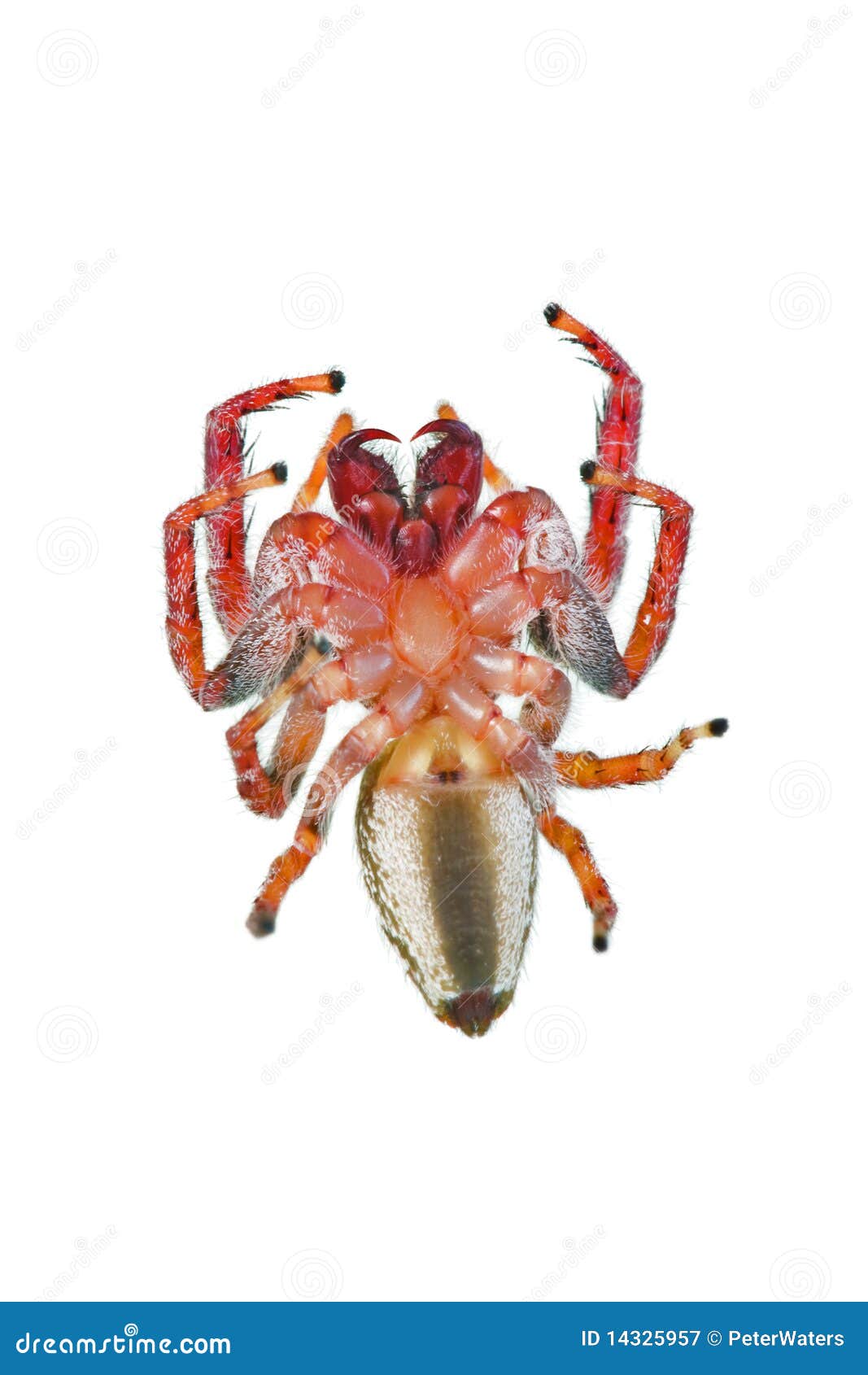 Jumping Spider, Family Salticidae Stock Image - Image of bite ...