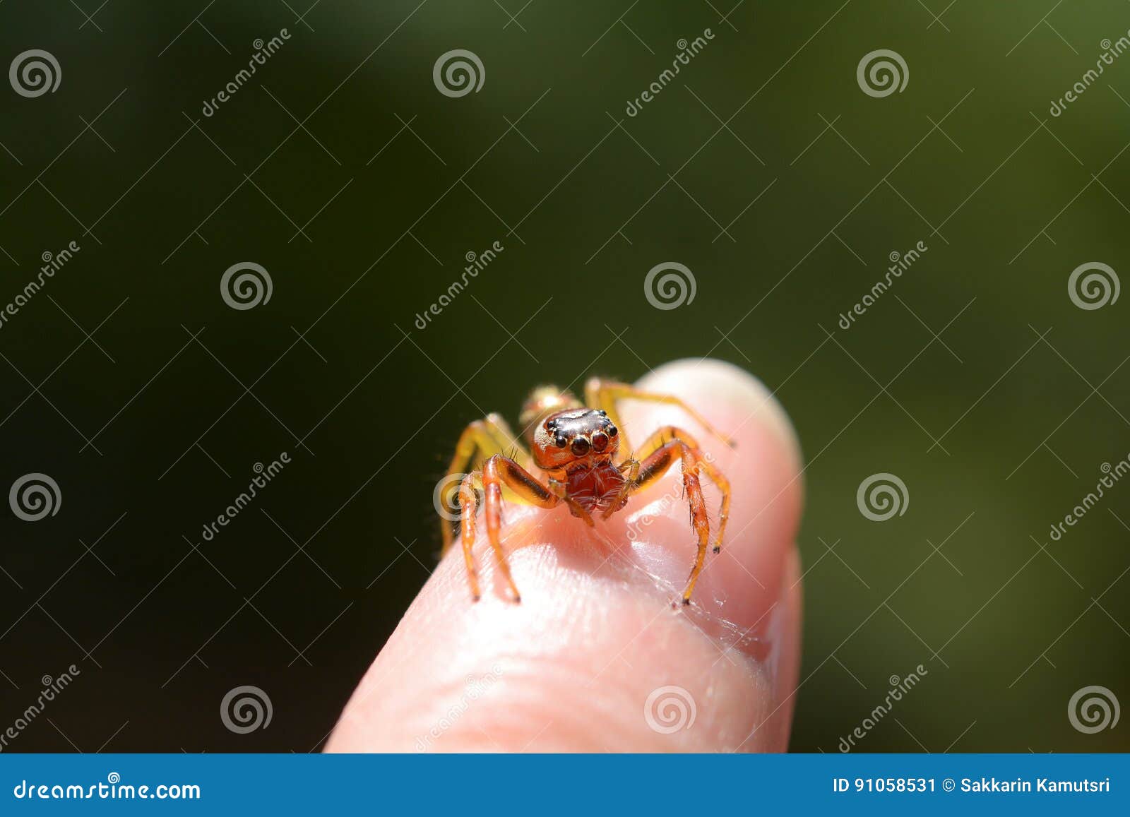 Spider On Finger Royalty-Free Stock Photography | CartoonDealer.com ...