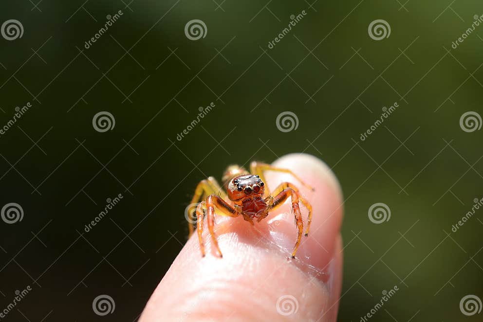 Jumping spider on finger stock image. Image of nature - 91058531