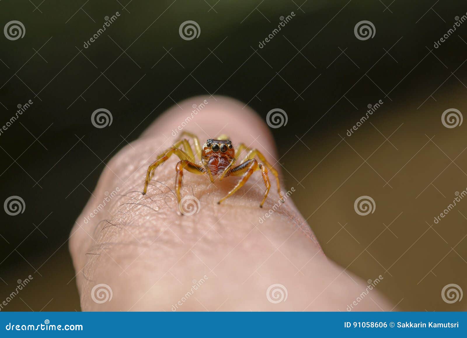 Jumping spider on finger stock photo. Image of wildlife - 91058606