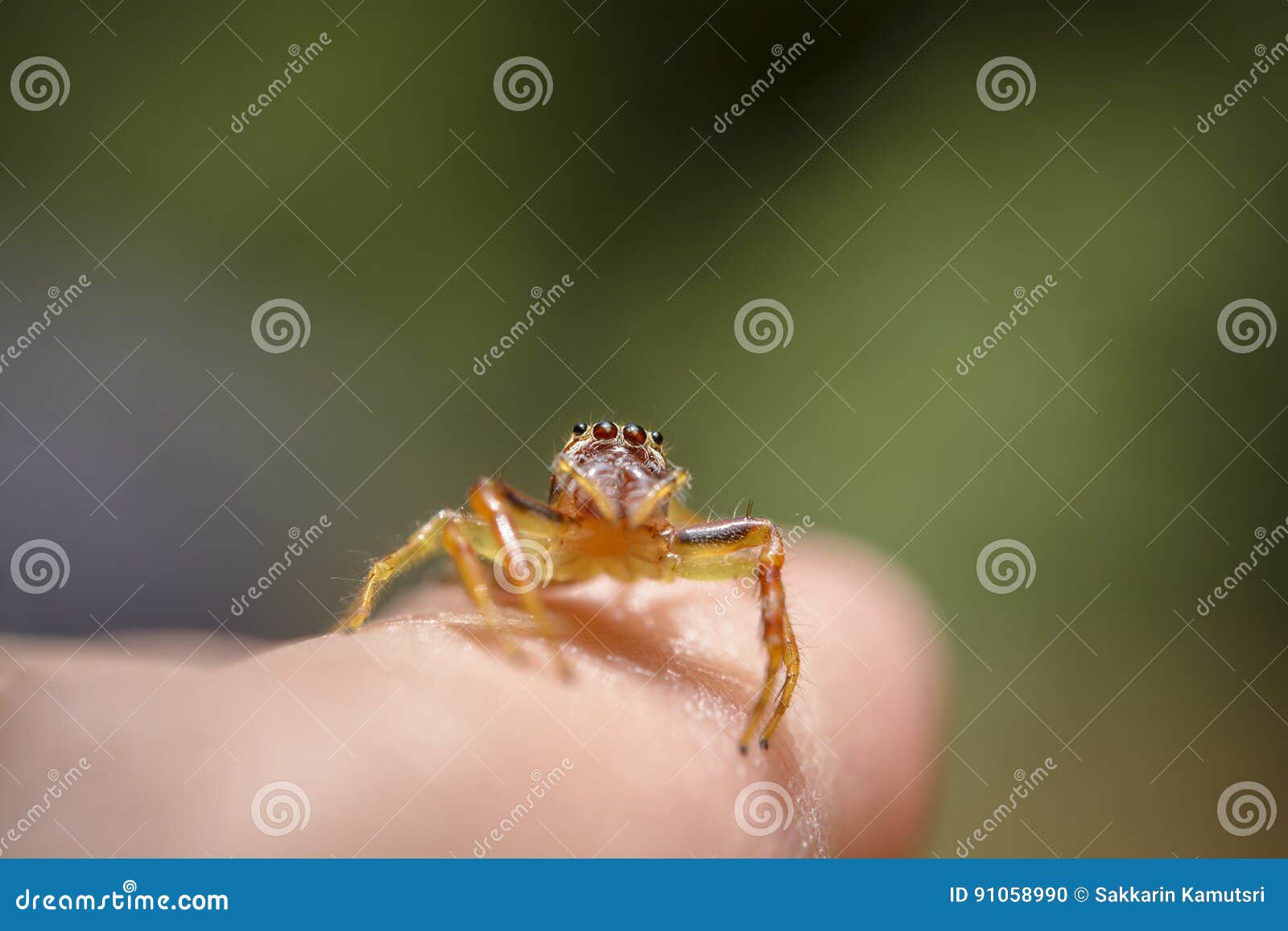Jumping spider on finger stock photo. Image of insect - 91058990