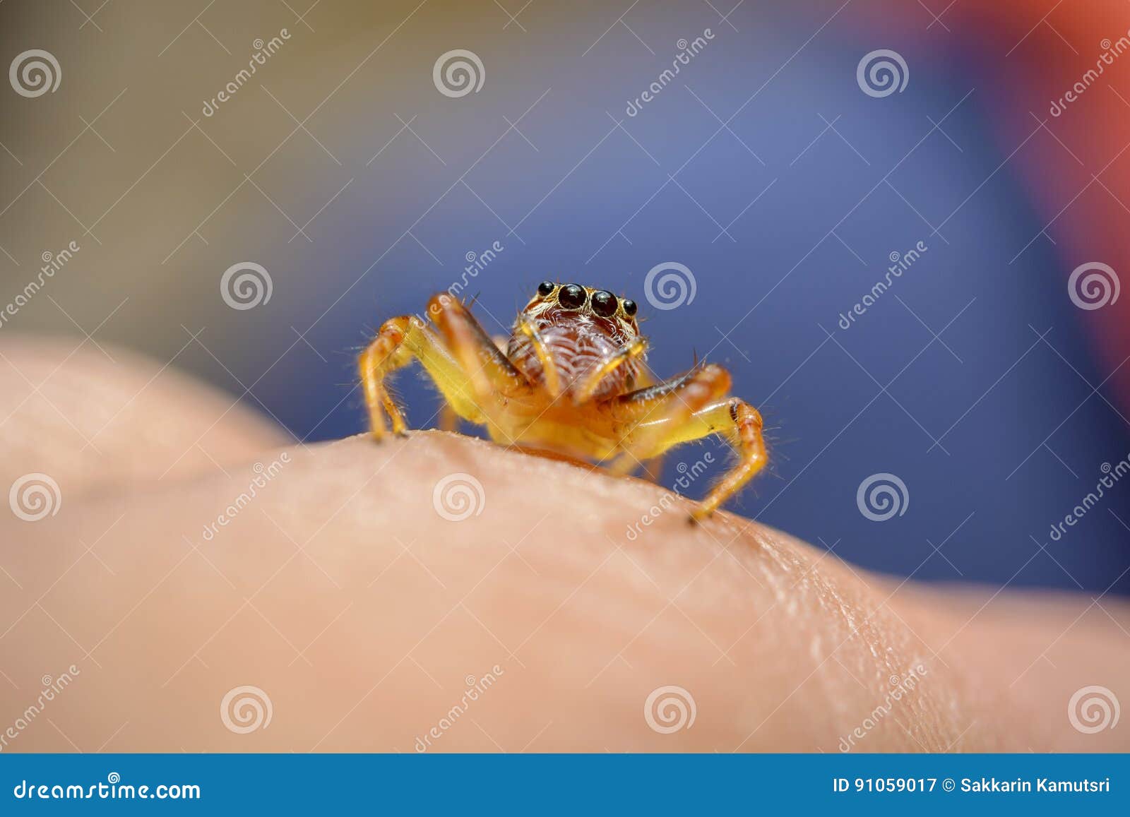 Spider On Finger Royalty-Free Stock Photography | CartoonDealer.com ...