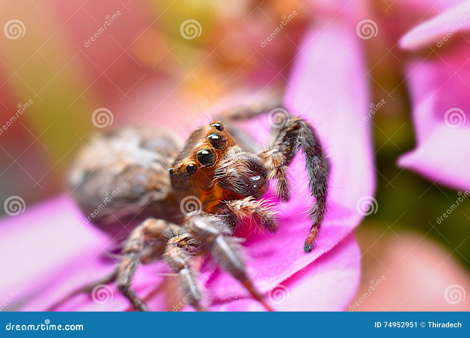 Jumping spider on flower stock image. Image of animal - 74952951
