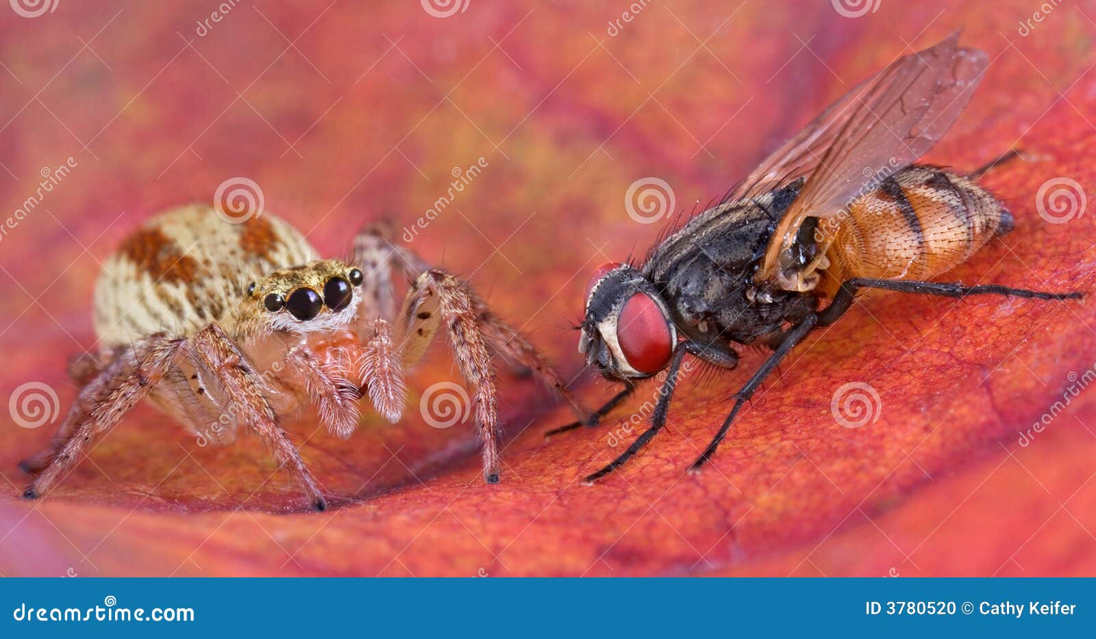 Jumping spider and fly 2 stock photo. Image of hairy, hunt - 3780520