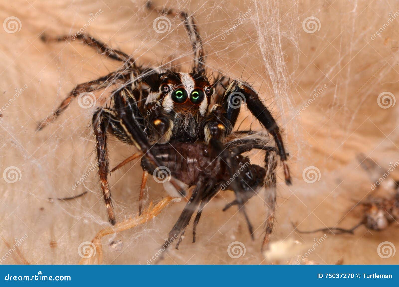Jumping spider stock photo. Image of aracnidae, hopping - 75037270
