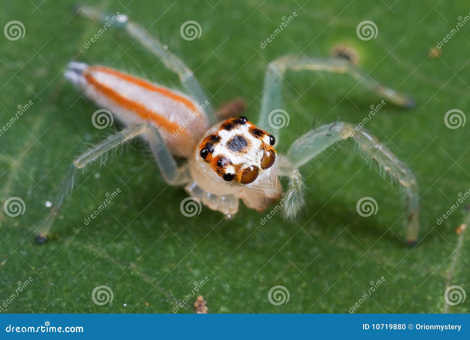 A Jumping Spider with Four Missing Legs Stock Photo - Image of plant ...