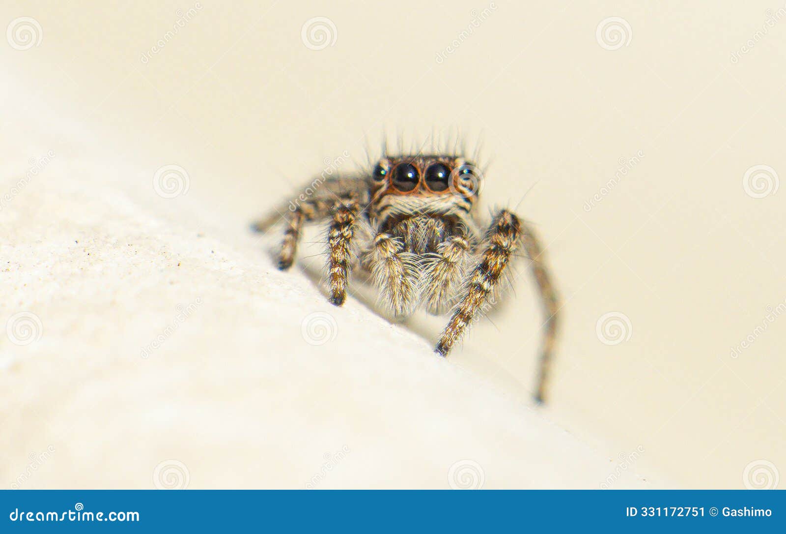 Spider In Front Garden, Black Spider. Royalty-Free Stock Photography ...