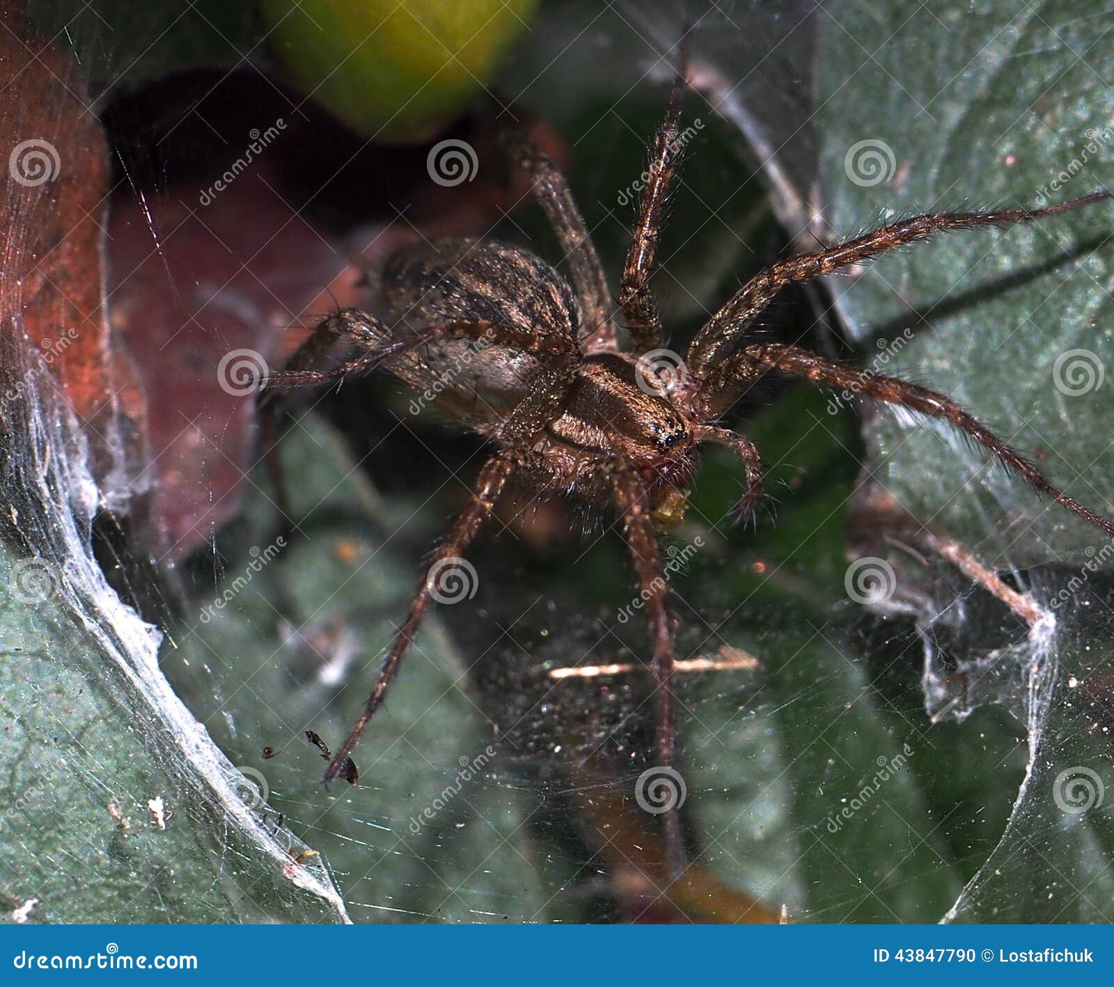 Jumping Spider stock photo. Image of jumping, trapper - 43847790