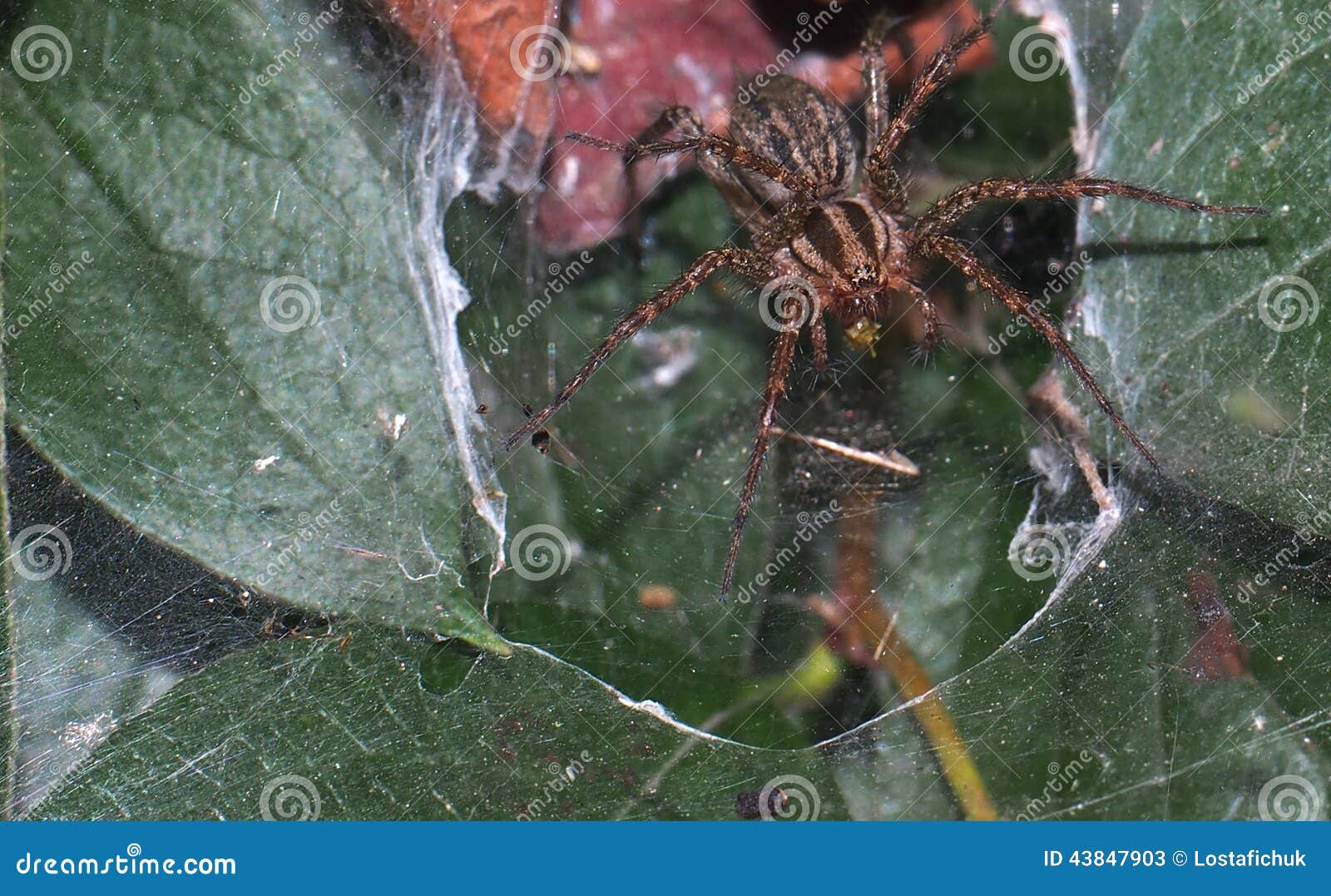Jumping Spider stock image. Image of legs, cobweb, insects - 43847903