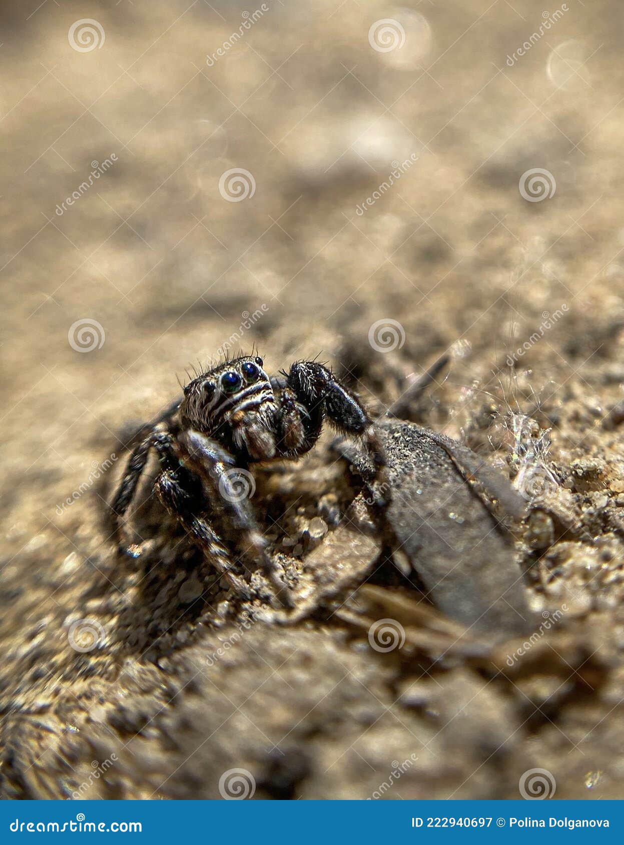 The jumping spider stock image. Image of sand, weevil - 222940697