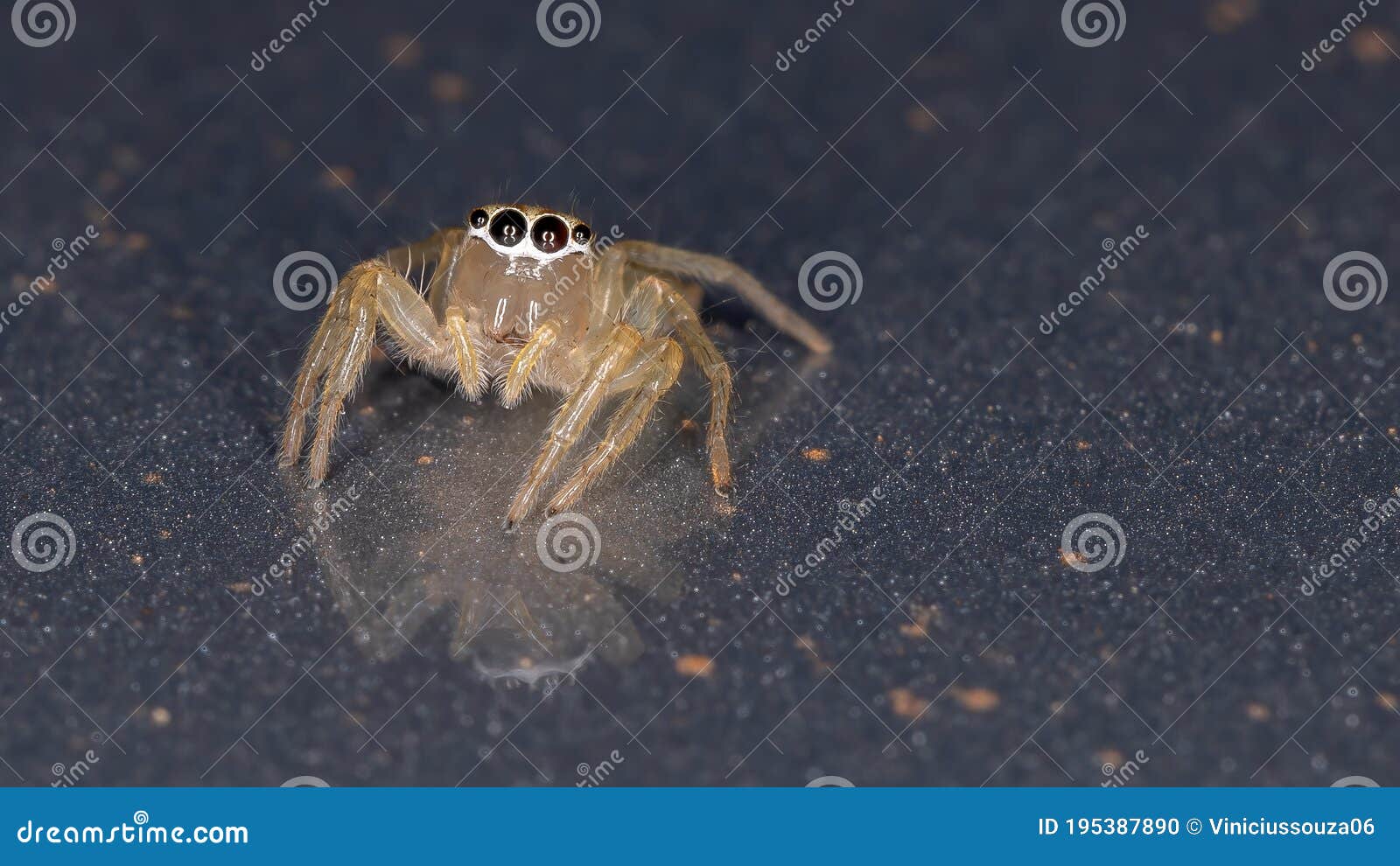 Jumping Spider stock photo. Image of closeup, biology - 195387890