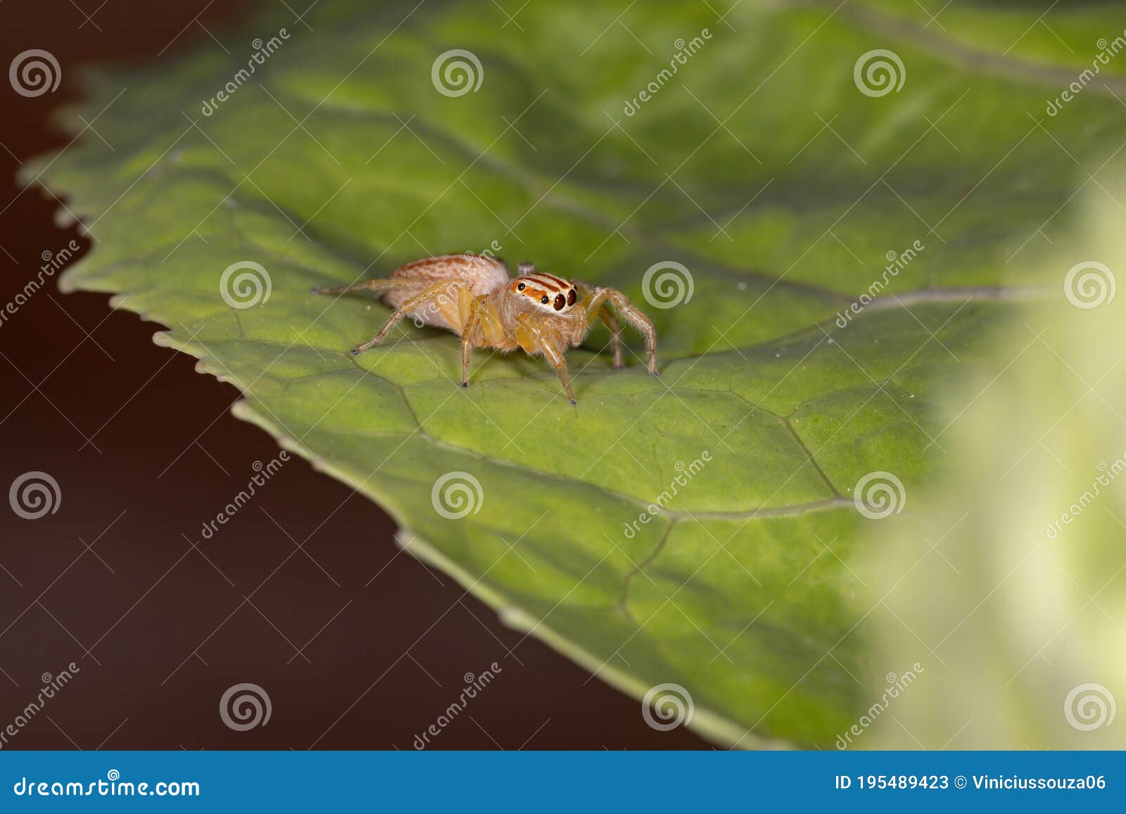 Jumping Spider stock image. Image of colorful, eyes - 195489423