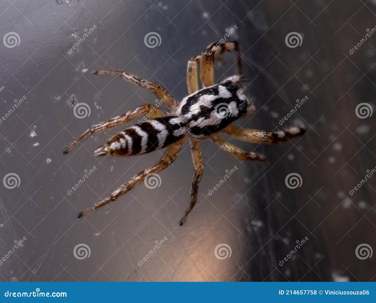 Small Jumping Spider of the Genus Psecas Stock Photo - Image of ...