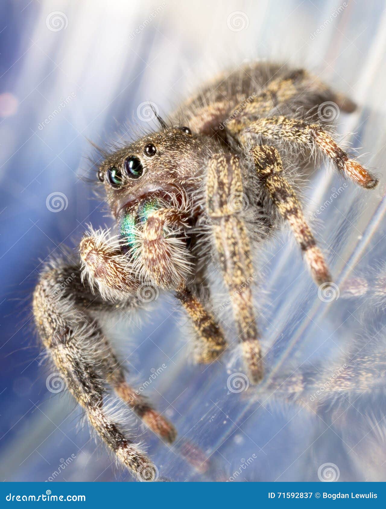 Jumping Spider stock image. Image of magnification, close - 71592837