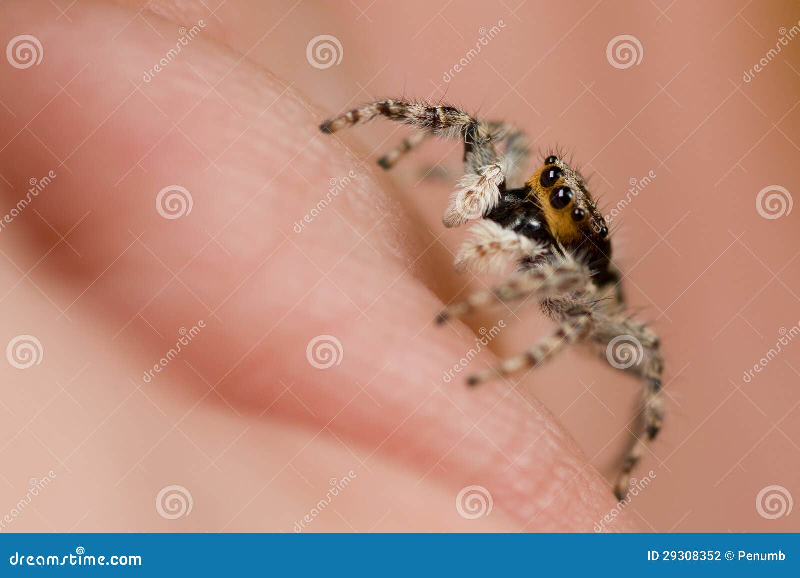 Jumping spider on hand stock photo. Image of pink, crawl - 29308352
