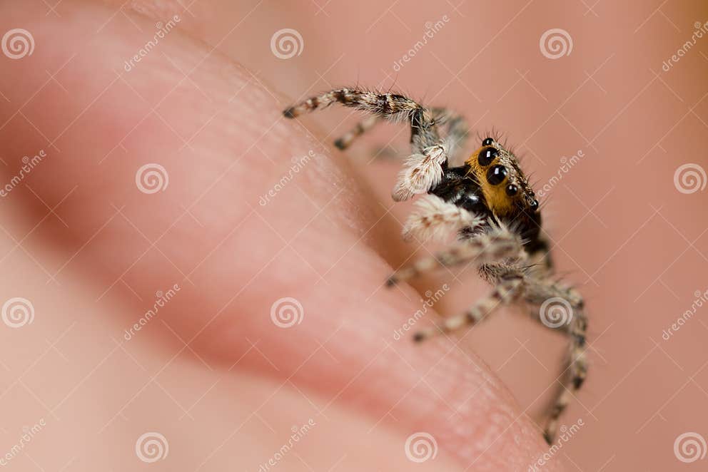 Jumping spider on hand stock photo. Image of pink, crawl - 29308352