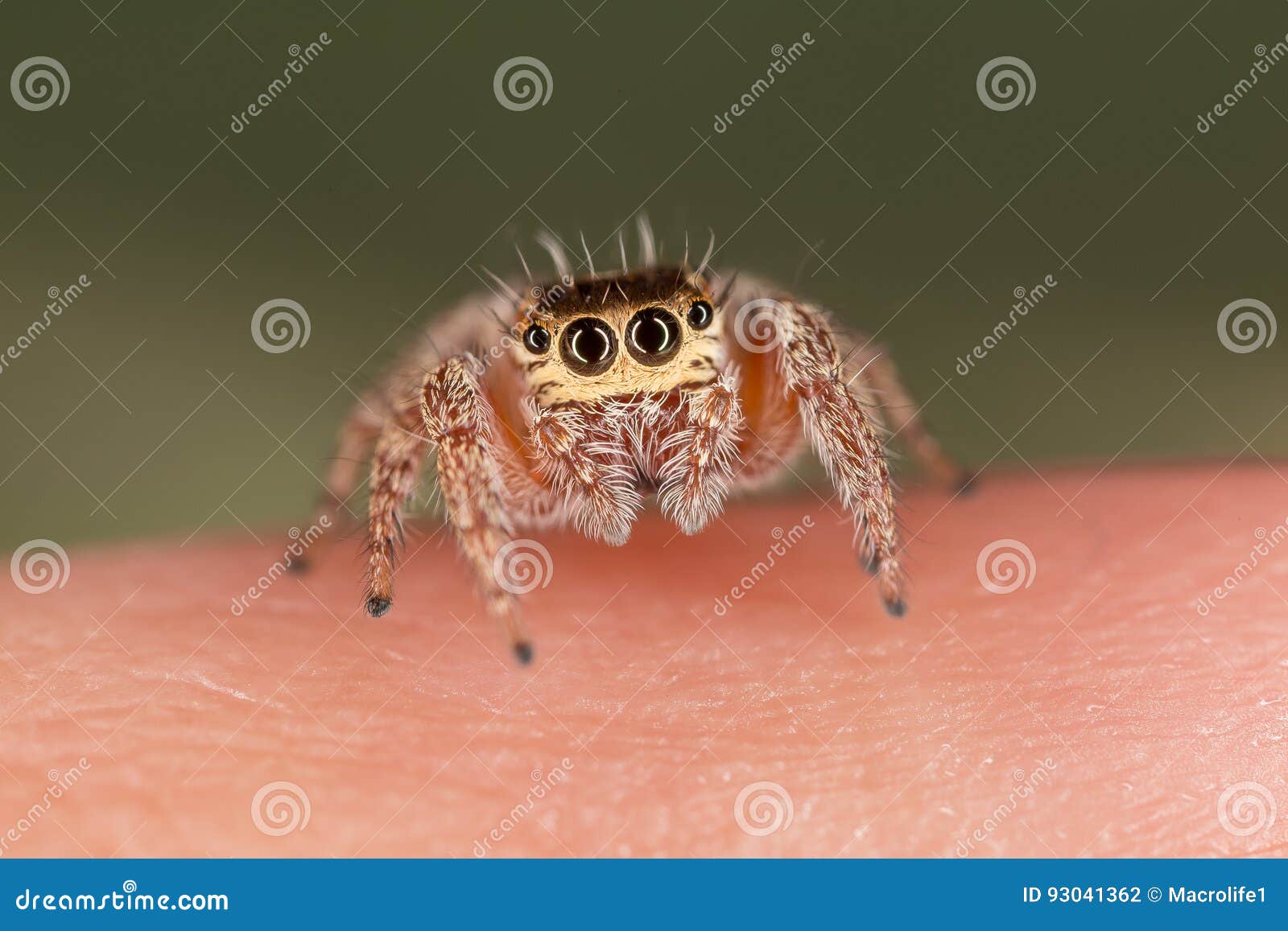 A Jumping spider on hand stock photo. Image of wildlife - 93041362