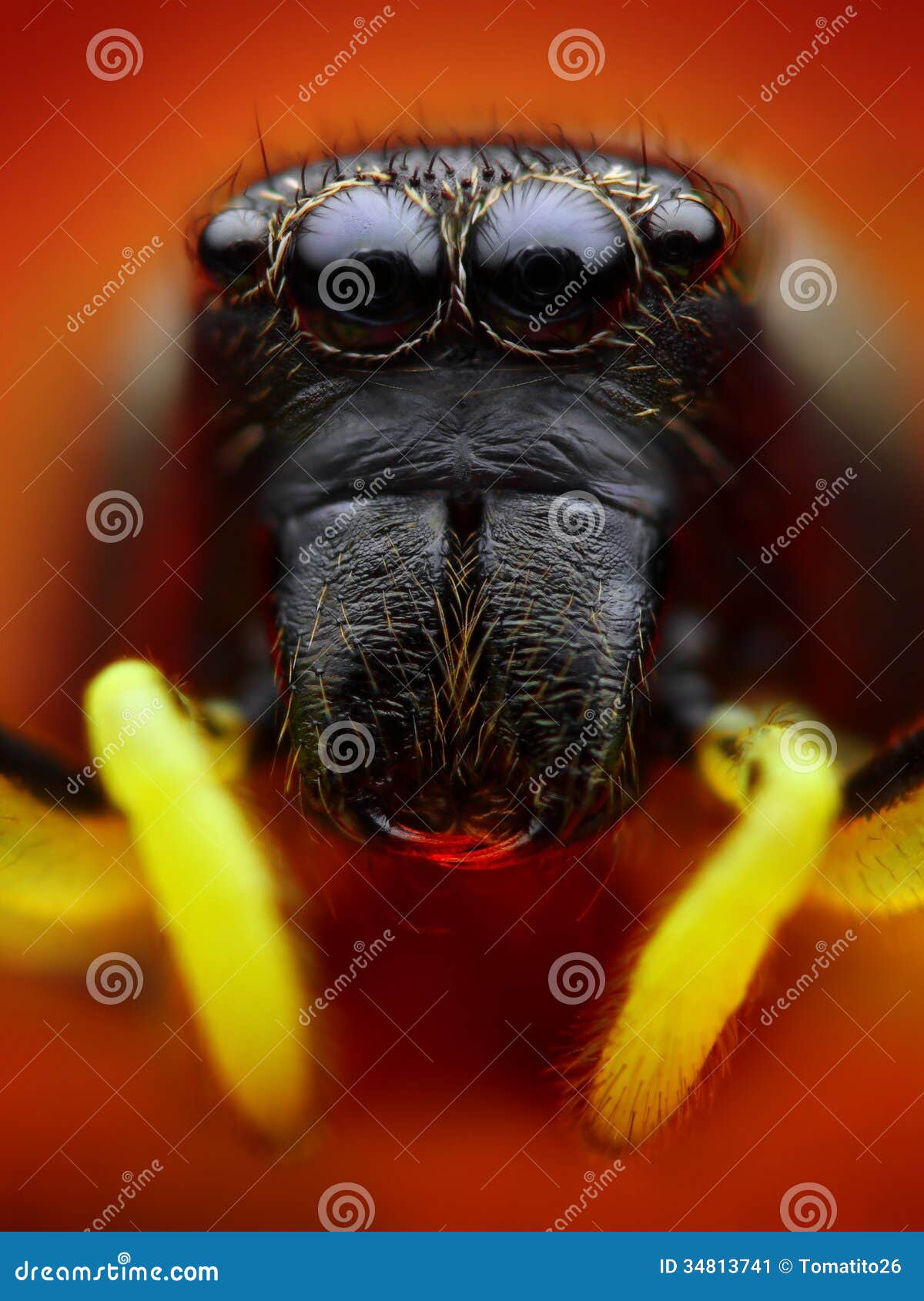 Jumping Spider Head Closeup Stock Image - Image of macro, cute: 34813741