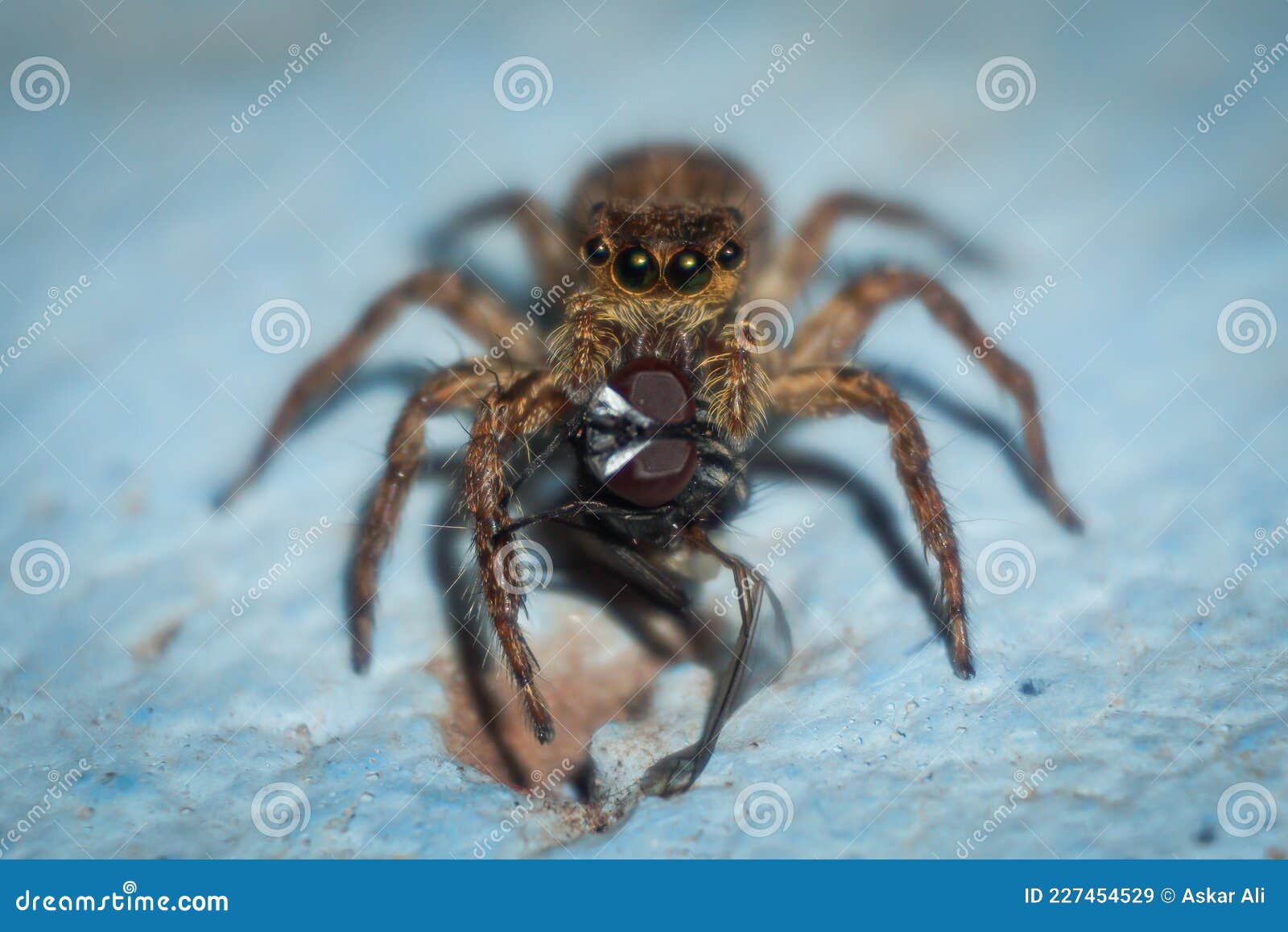 Jumping Spider with His Food Stock Image - Image of food, jumping ...