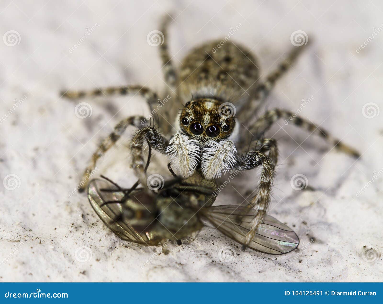 Jumping Spider Holding on To Fly Stock Image - Image of macro, focusing ...