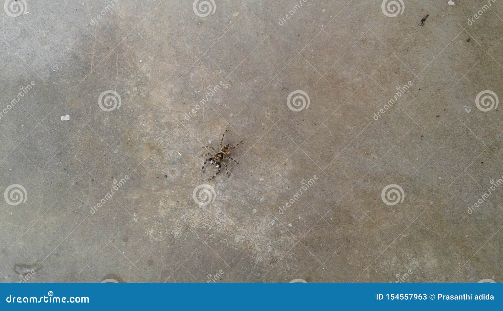 A jumping spider in house stock image. Image of spider - 154557963