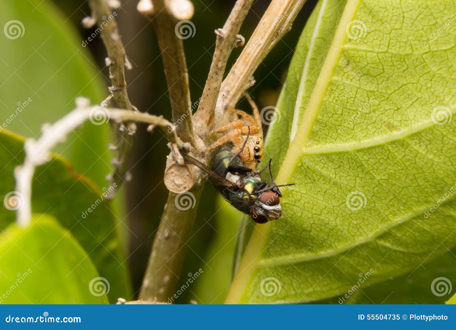 Jumping spider hunting fly stock image. Image of macro - 55504735