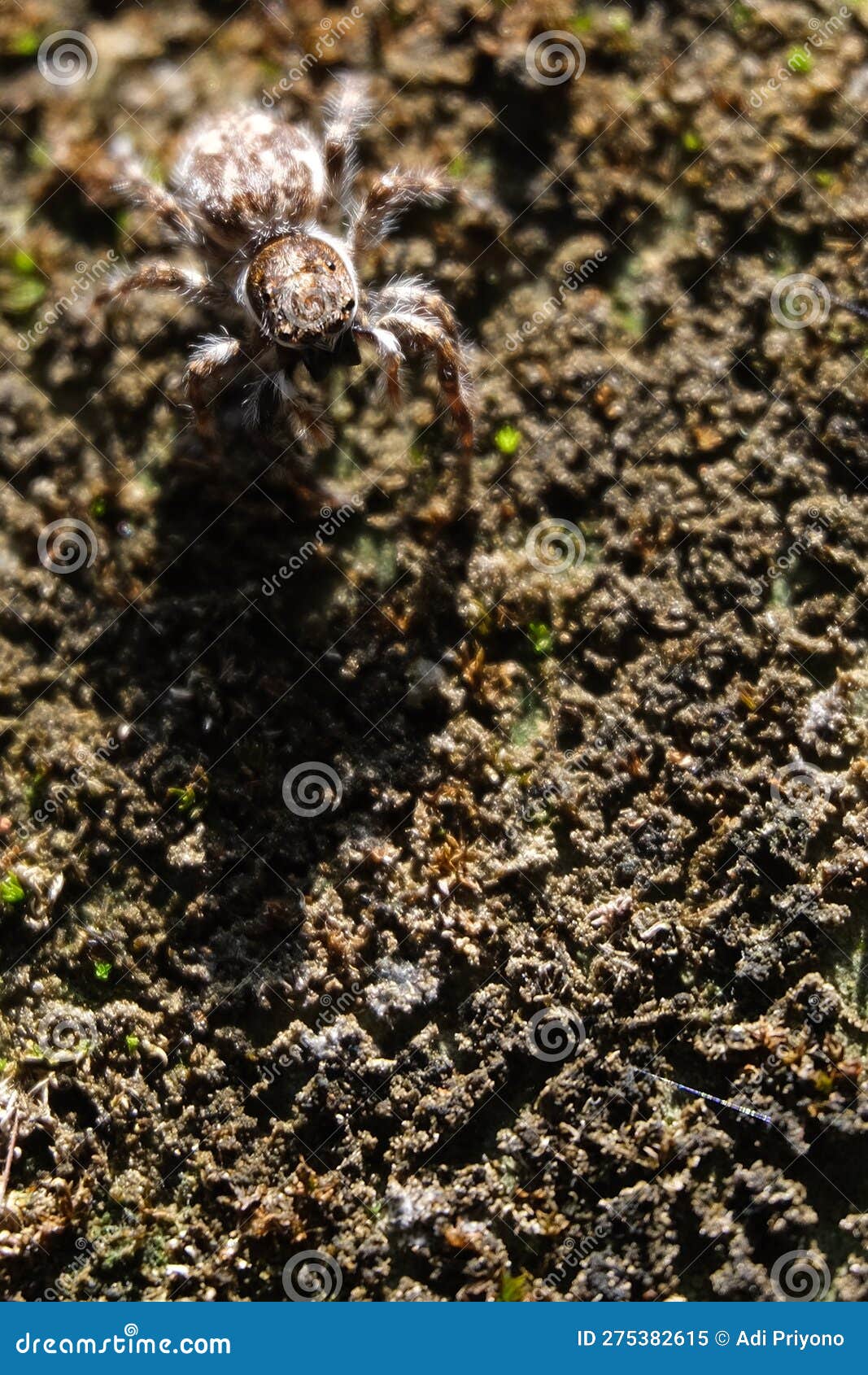 Jumping Spider Hunting on the Wall Stock Image - Image of garden ...