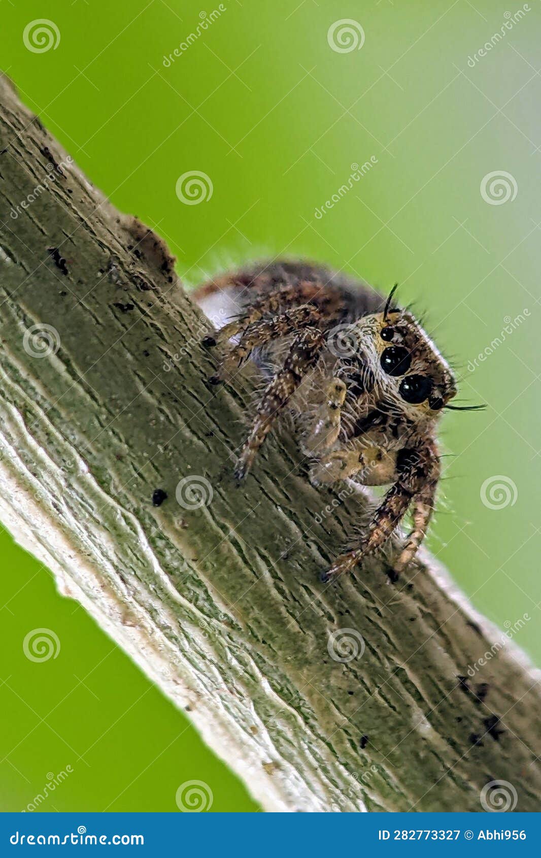 Jumping spider insect stock image. Image of spider, arthropod - 282773327