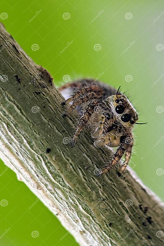 Jumping spider insect stock image. Image of spider, arthropod - 282773327