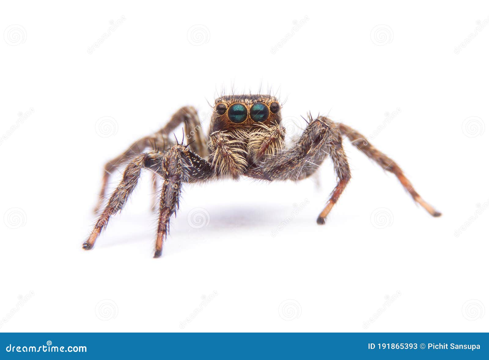 Jumping Spider Isolated on White Background Stock Image - Image of ...