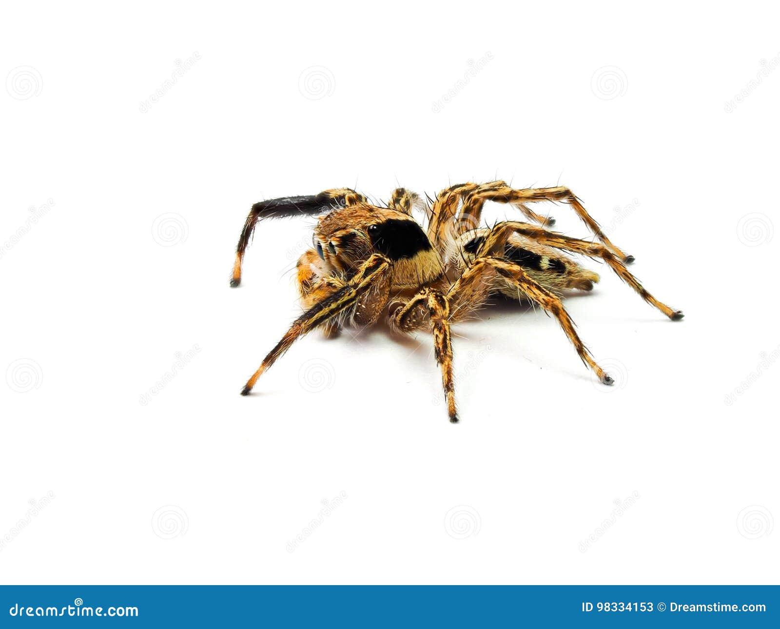 Jumping Spider Isolated on White Background. Stock Image - Image of ...