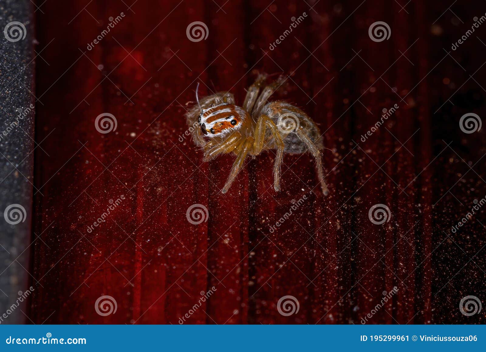 Jumping Spider stock image. Image of leaf, jumper, closeup - 195299961